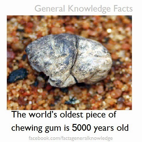 The world’s oldest chewing gum is 5000 years old