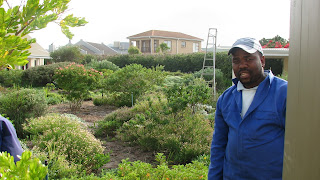 Fynbos Gardens Hermanus: May 2013