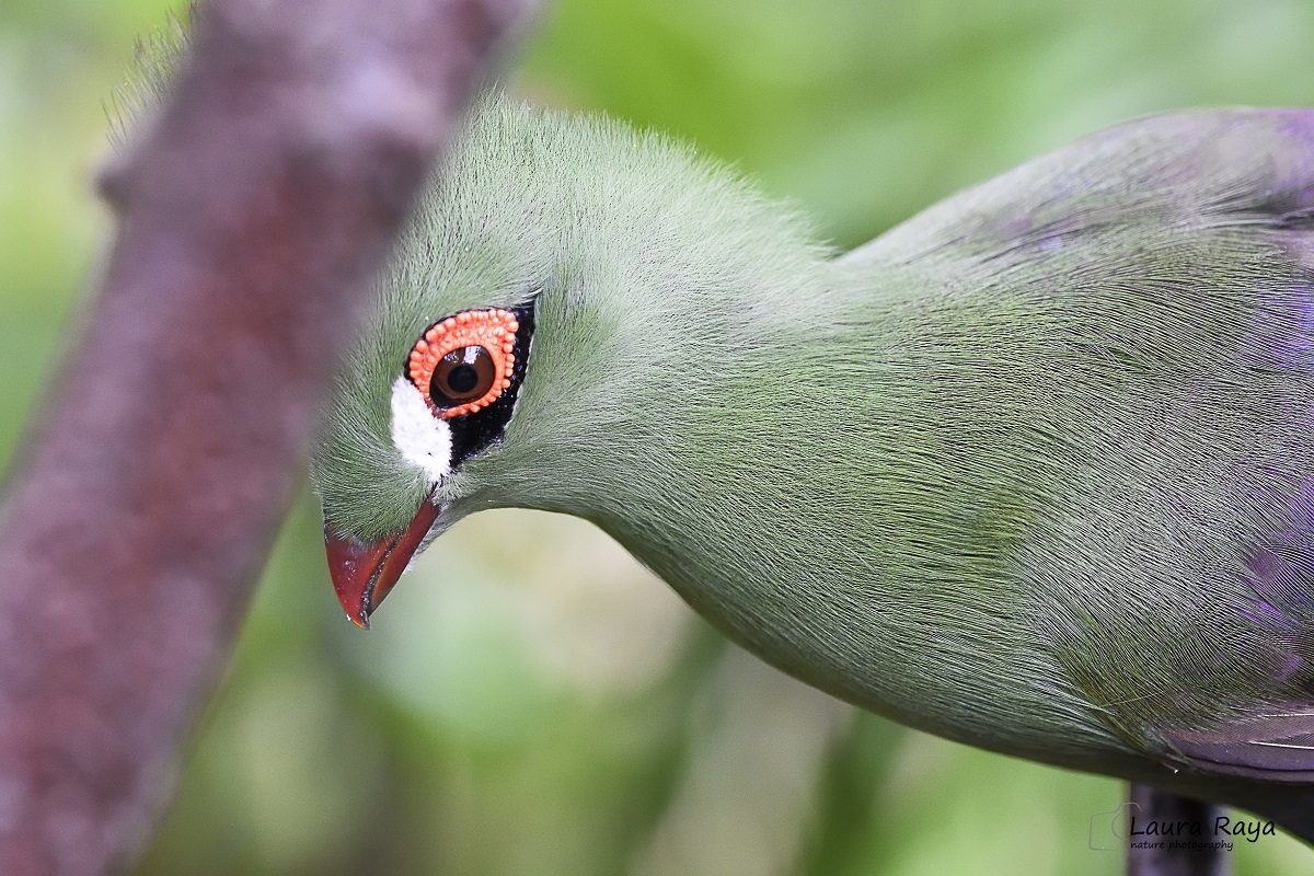 Fotografía Laura Raya: TURACO - (Tauraco persa buffoni)
