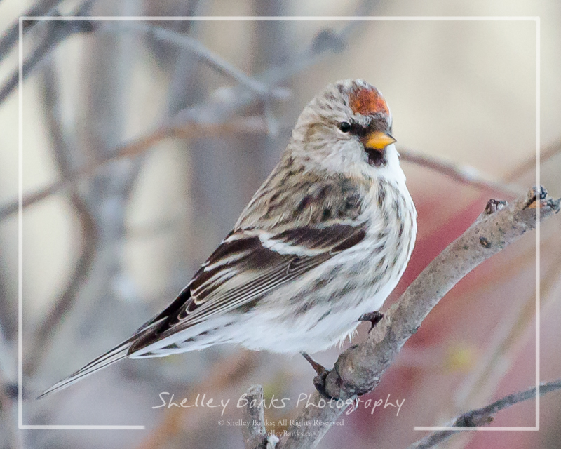 Prairie Nature: Redpolls are visiting Regina again - Going North?