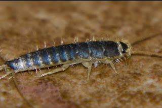 Thysanura - Insectduniya|Entomology - Wikipedia