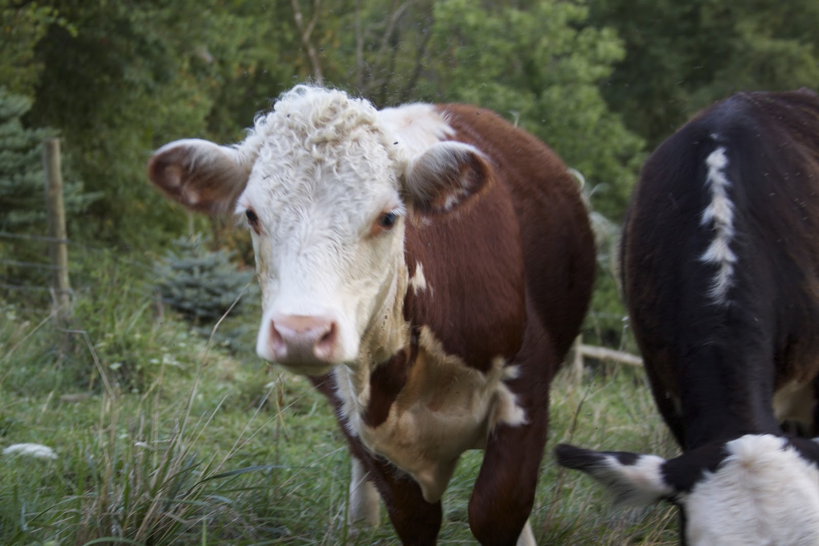 Down On The (Howard Family) Farm