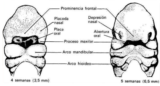 EMBRIOLOGIA ORAL: Embriología de la Cara
