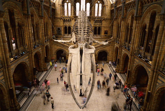 Happening London: The Natural History Museum in GIFs