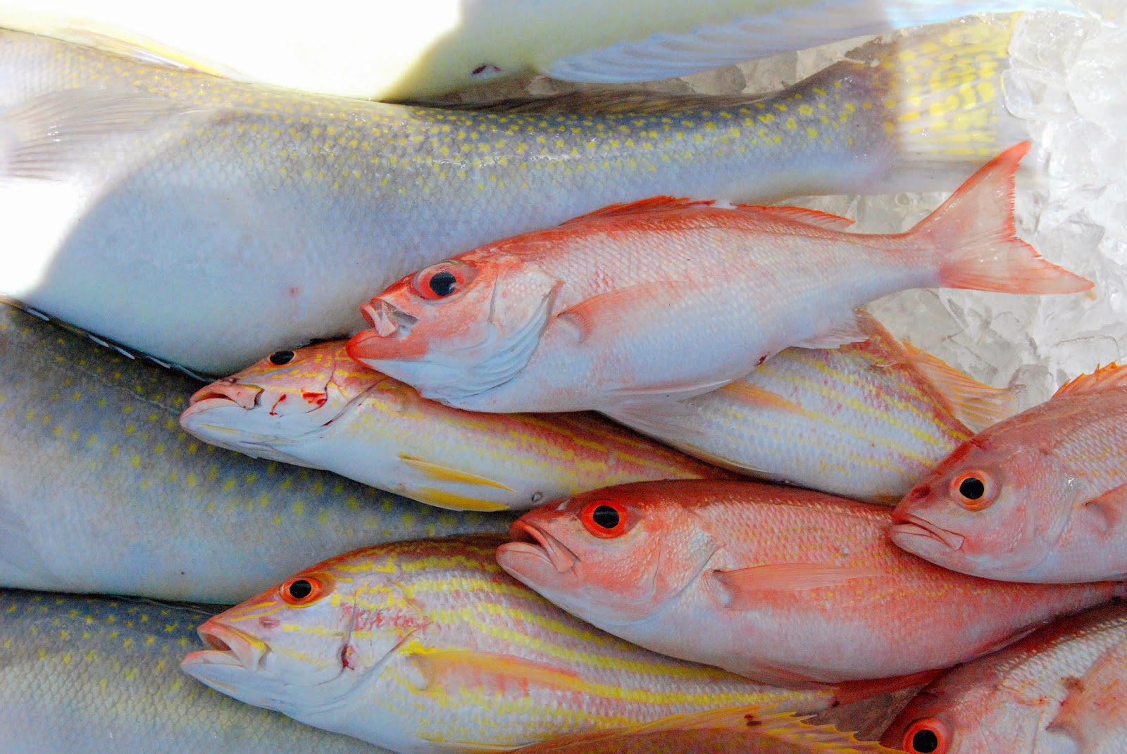 CupCakes and CrabLegs: SMA Shorts