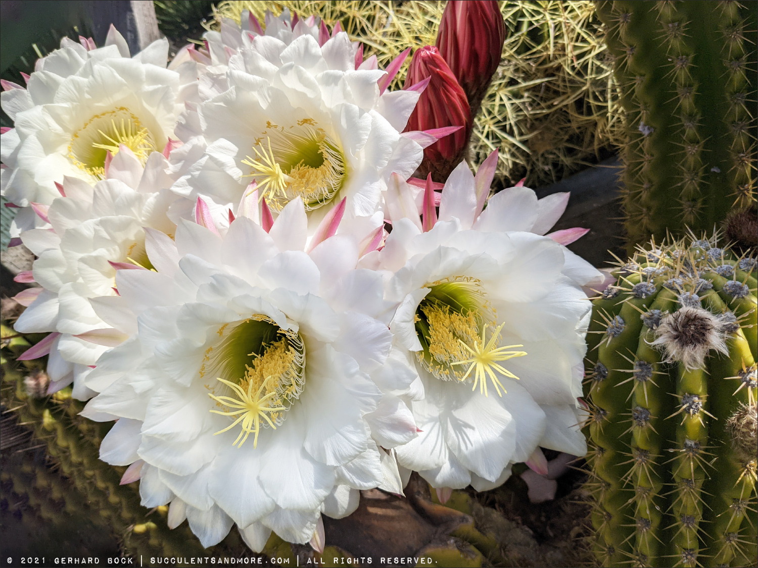 Succulent cornucopia at Plant Depot nursery in San Juan Capistrano
