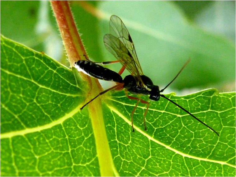 Insects of Scotland: Bees/Wasps/Ichneumons/Sawflies/Ants