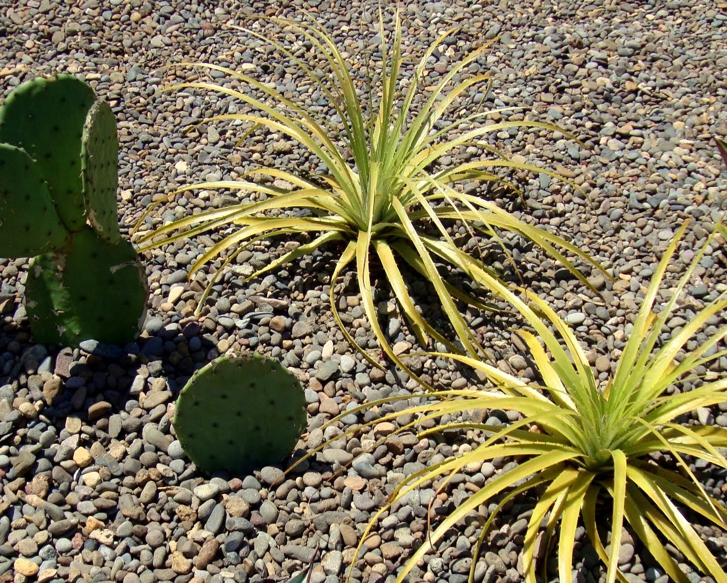 danger garden: Puya coerulea, my favorite plant in the garden; this week…