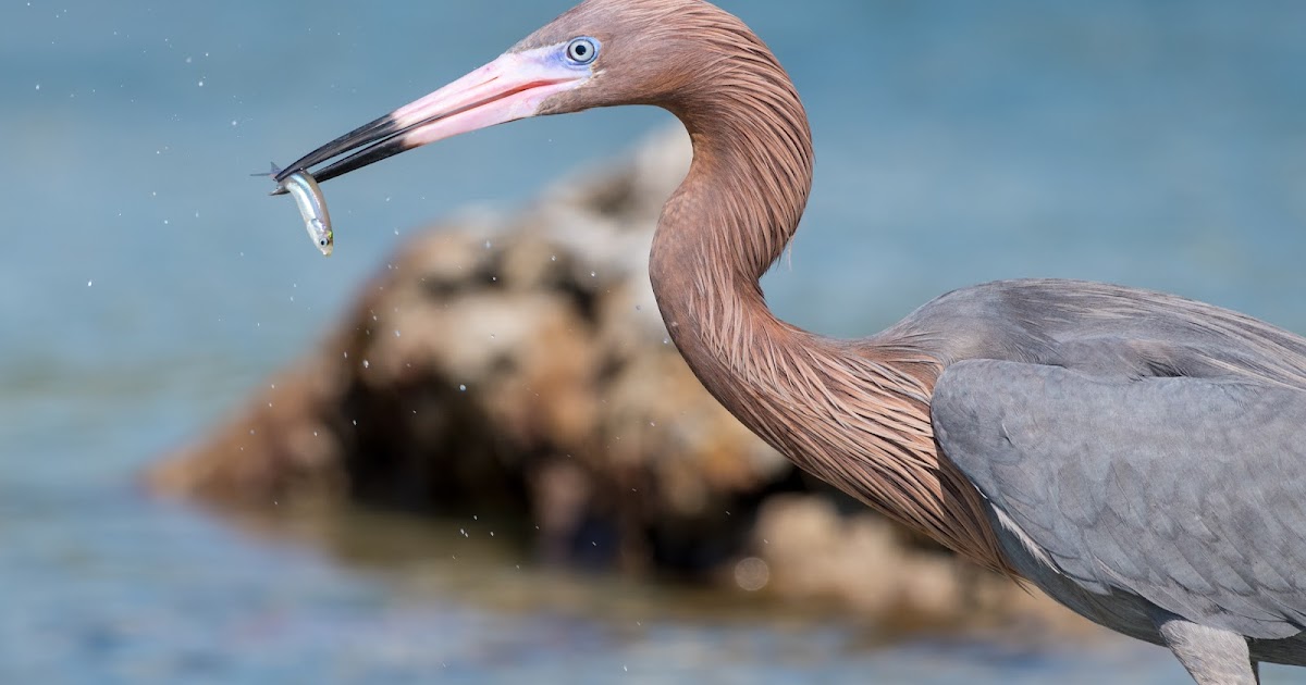 Audubon Alliance for Coastal Waterbirds: Reddish Egret