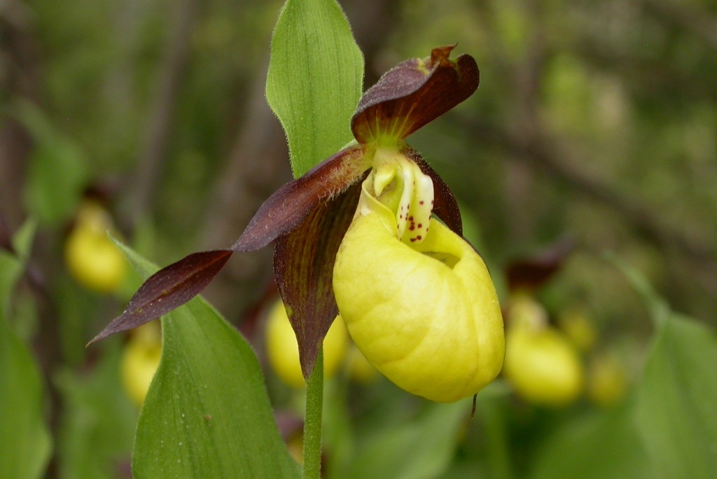 Cypripedium calceolus orchid care and culture | Travaldo's blog