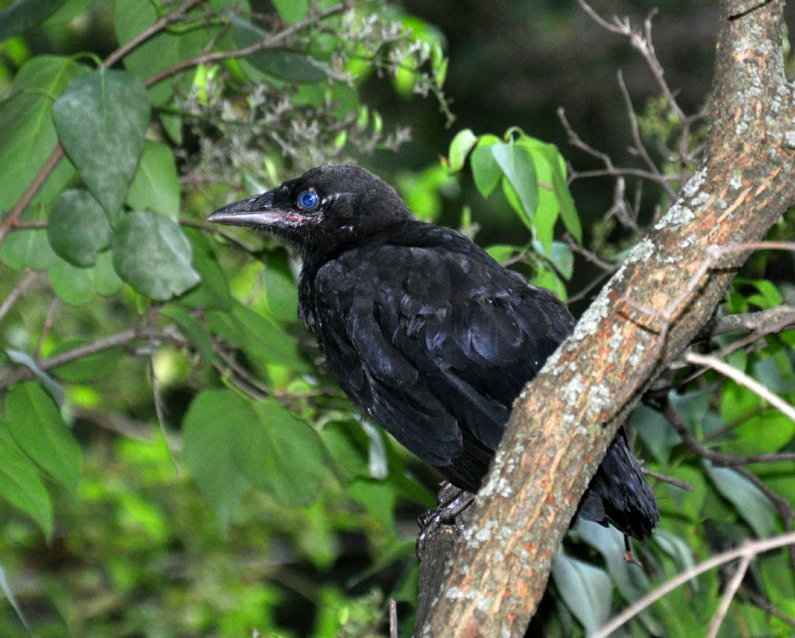 Palemaleirregulars: Maynard the Unflighted Fledgling Crow Has An Adventure