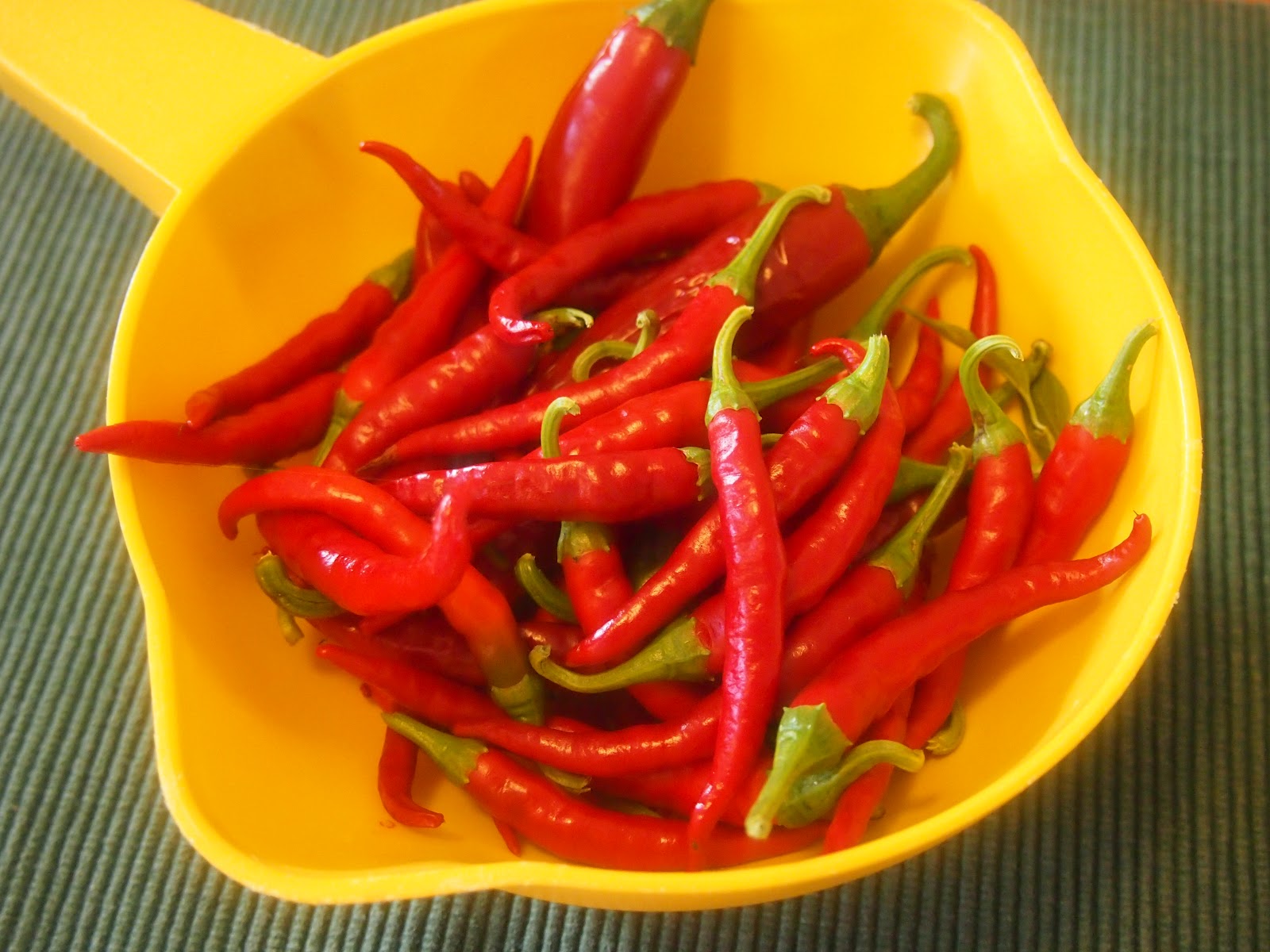Flushed with Rosy Colour: Growing Potted Chillies in a Sub-tropical Climate