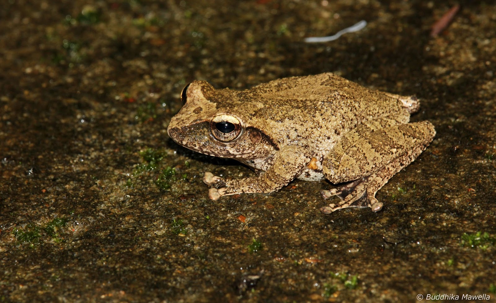 Lanka Nature Summary: Pug-nosed shrub frog (Pseudophilautus silus)