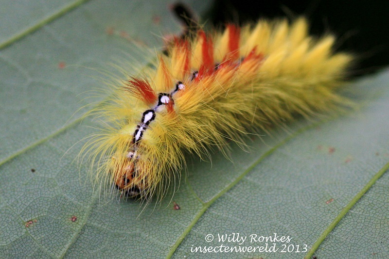 INSECTENWERELD: Bont schaapje