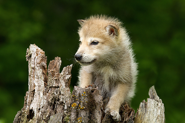 White Wolf : The Amazing wildlife photos taken by Ohio photographer ...