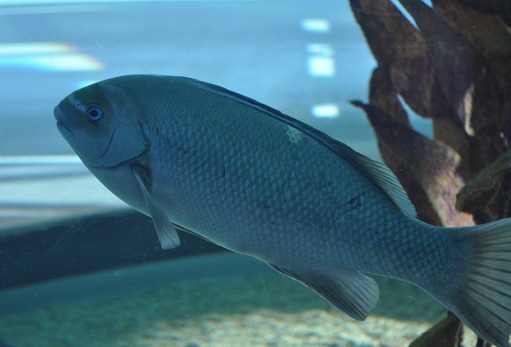 ZOOTOGRAFIANDO (6.096 ANIMALS): CHOPA VERDE (Girella nigricans)