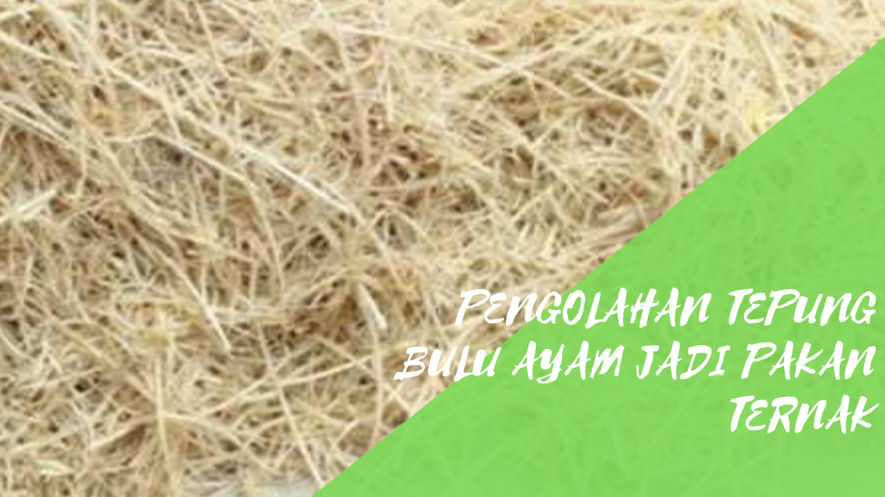 Pengolahan Tepung Bulu Ayam Jadi Pakan Ternak - Agribisnis Agrokompleks
