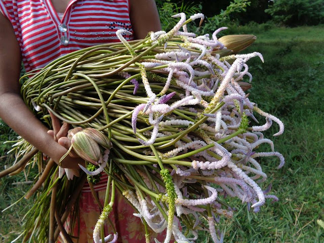 කෙකටිය [Kekatiya] (Aponogeton crispus) ~ අපේ ඔසුපැළ Medicinal Plants of ...