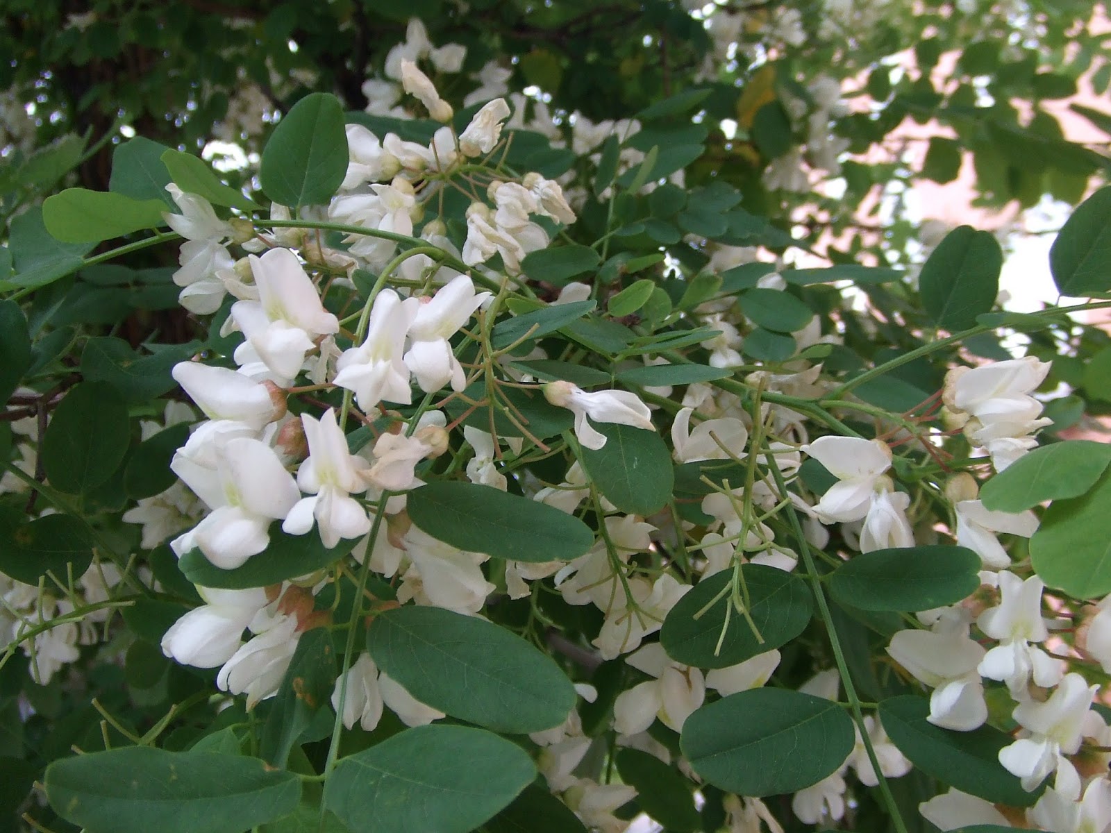 ÁRBOLES DE VALDEBERNARDO: Falsa acacia (Robinia pseudoacacia)