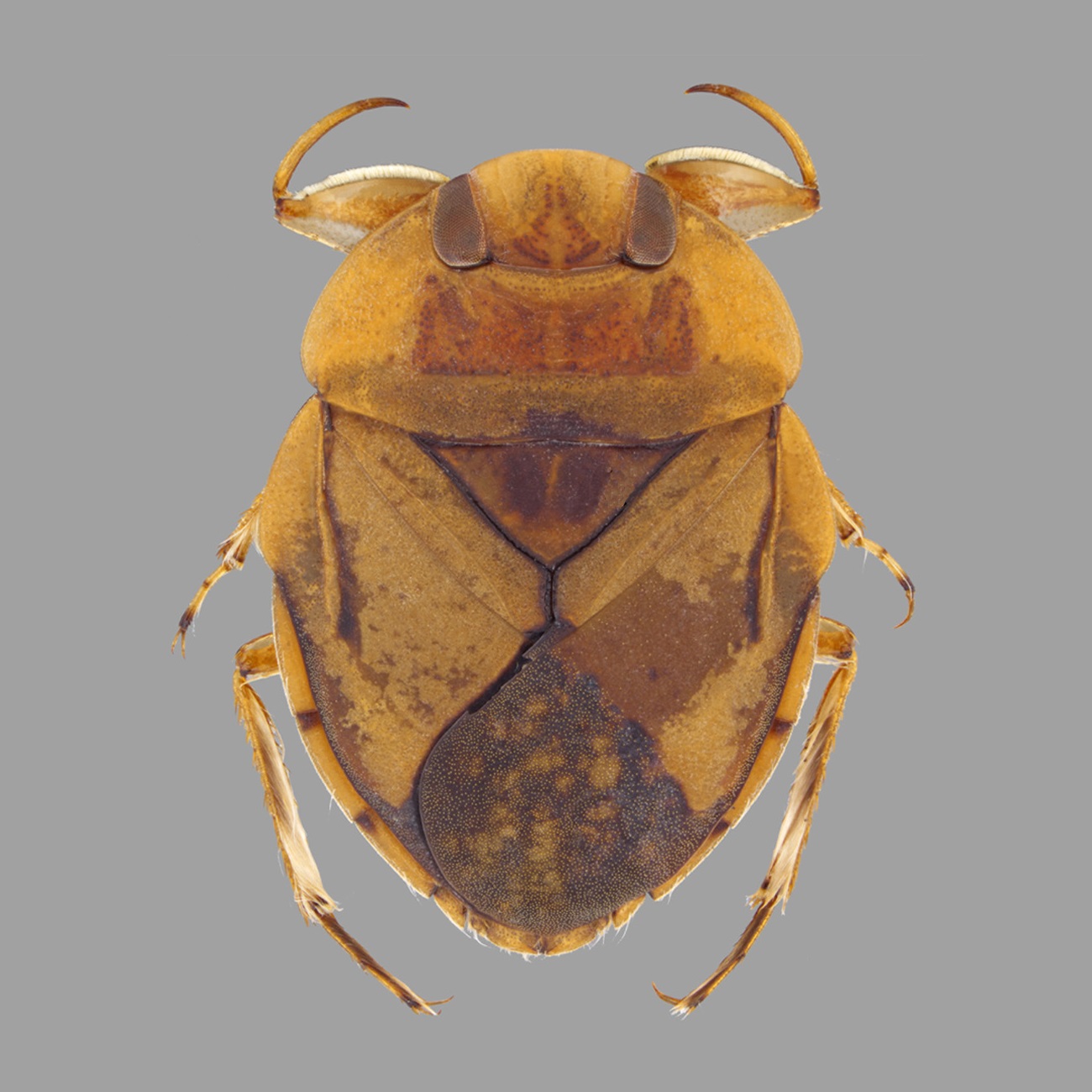 Naucoridae