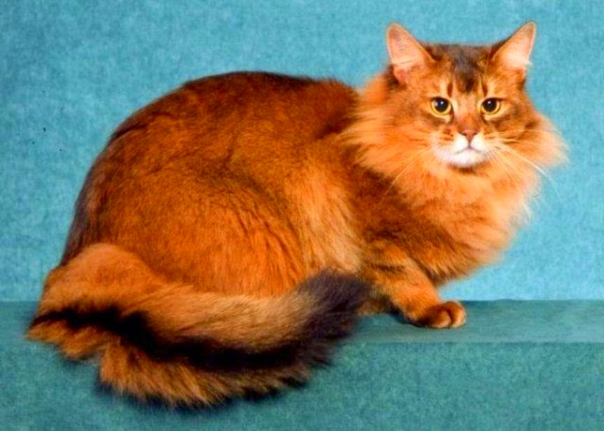 MariMenuntutIlmu: 10 Jenis Baka Kucing Paling Popular Di Dunia