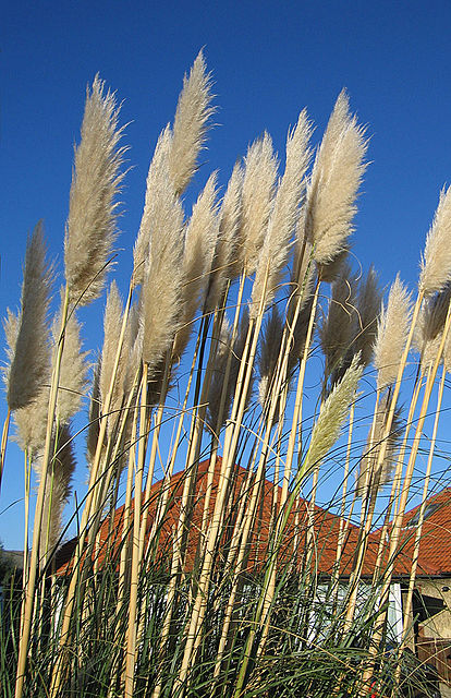 Cortaderia selloana «cortadera» - Id Plantae