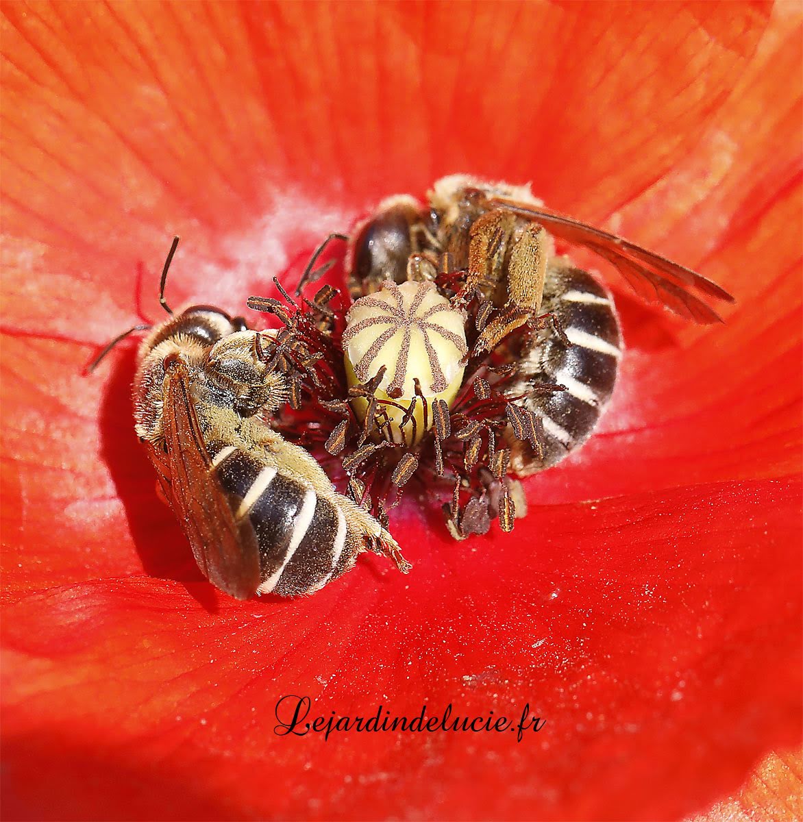 Halicte quadricinctus femelle ,une abeille solitaire à la longue vie