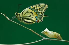 Butterfly 73: El capullo de la mariposa