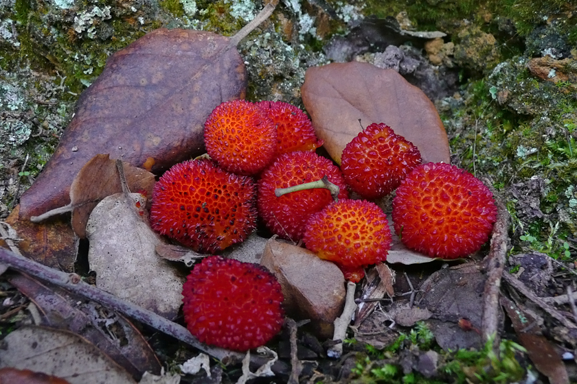 Spanish Steppes – Extremadura Nov 2012, Limosa Holidays | Focusing on ...