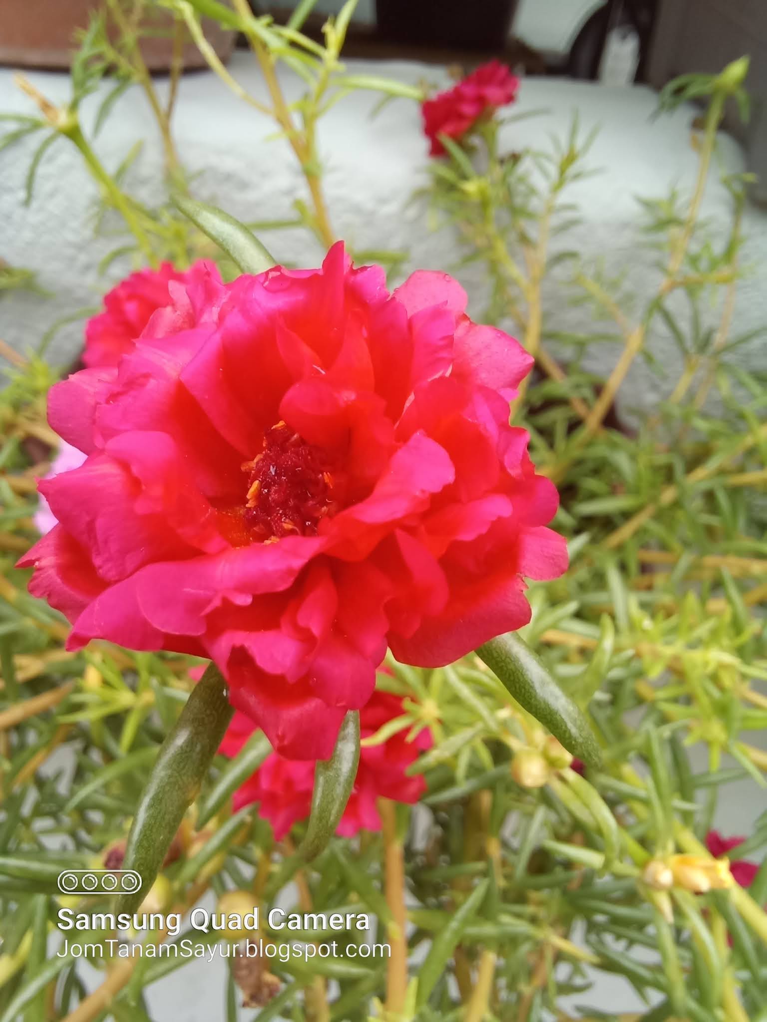 Jom Tanam Sayur ( JTS ) : Beberapa Jenis Bunga Ros Jepun | Portulaca ...