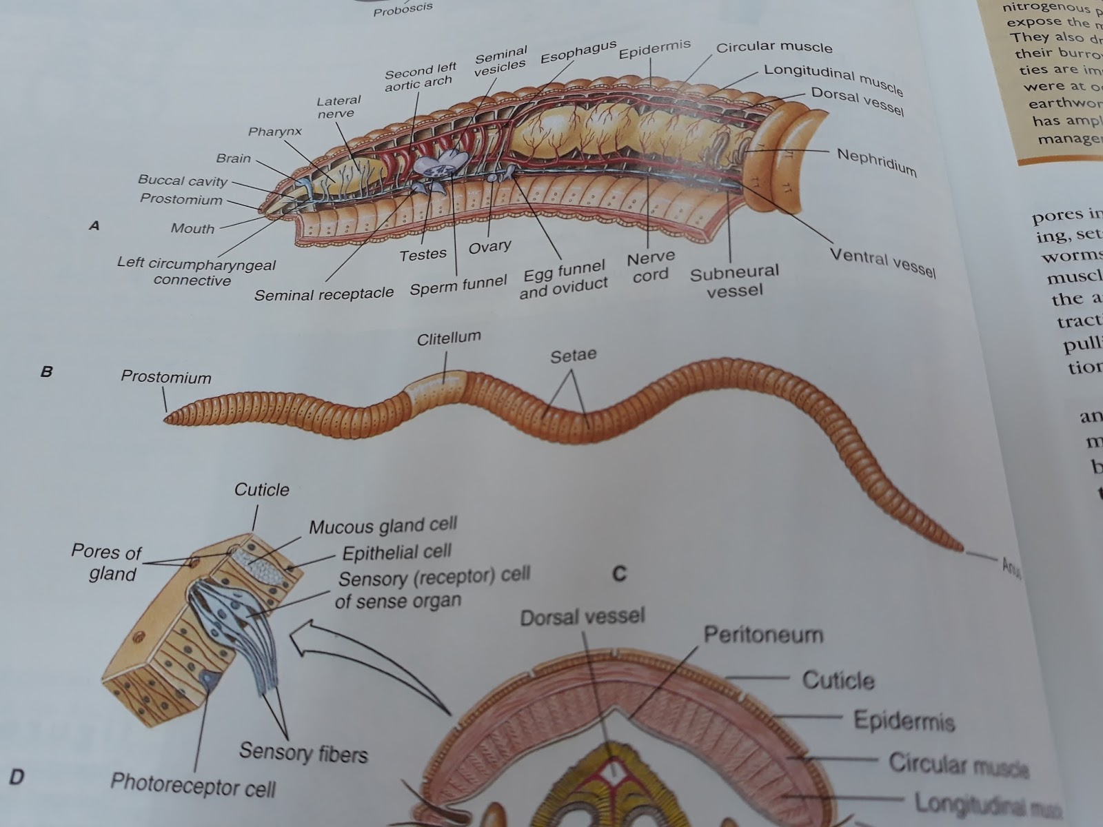 Phylum Annelida (earthworm)