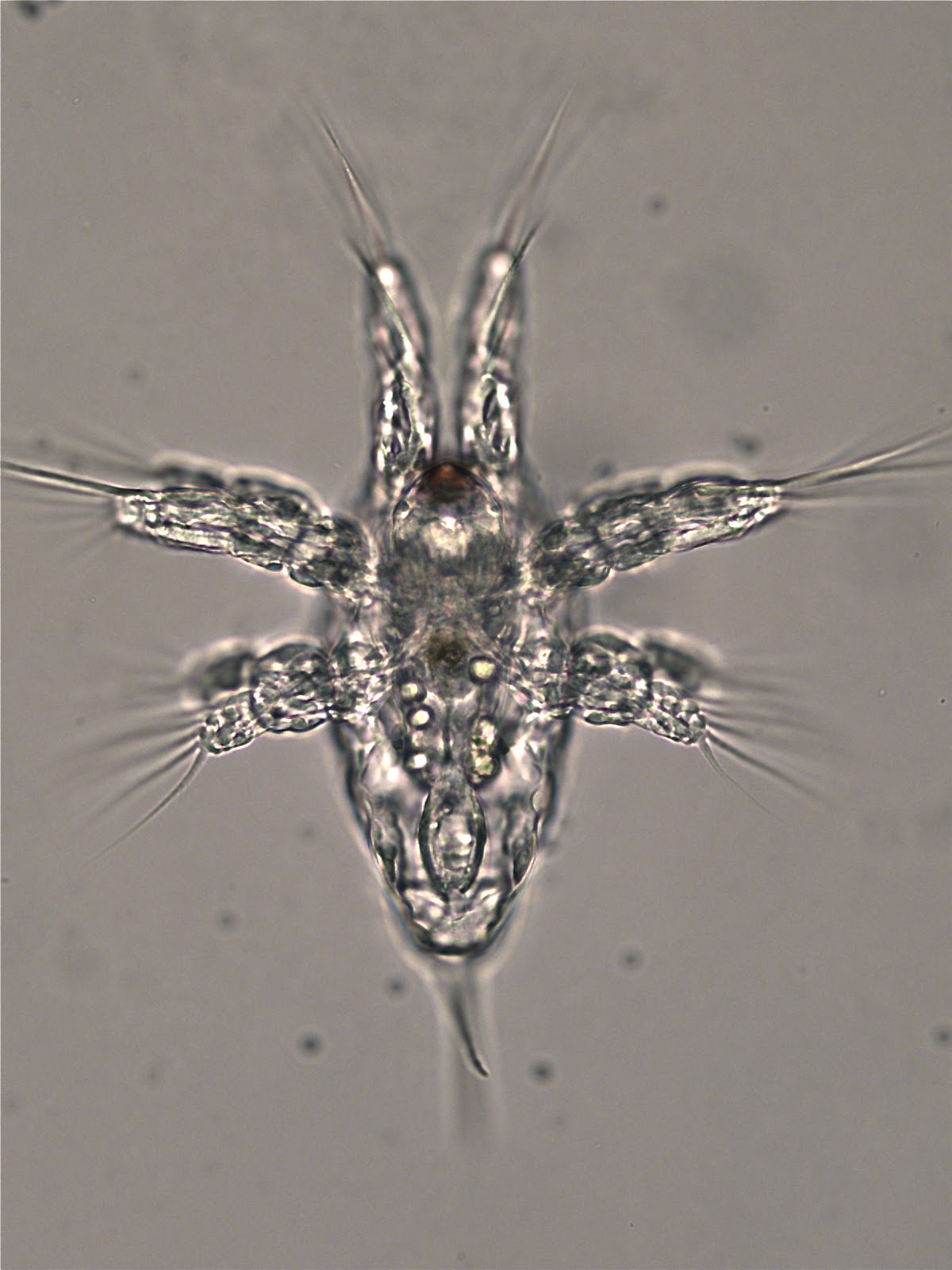 Invertebrate Embryology: Brooding copepods