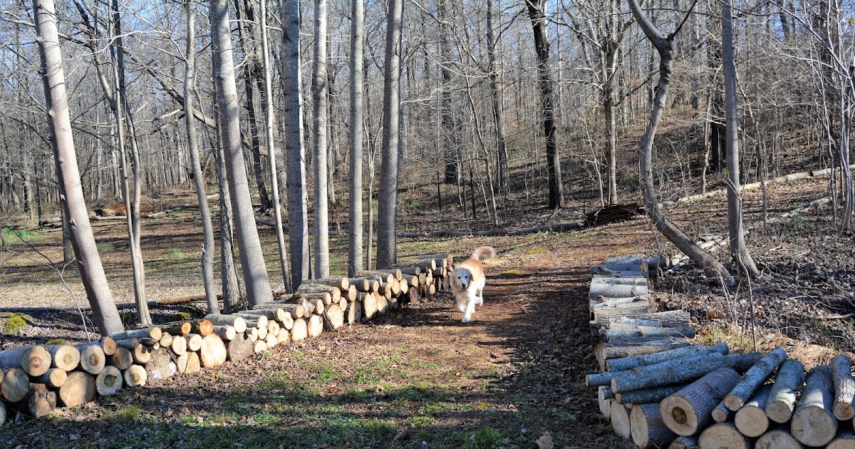 Log Wall for Wildlife