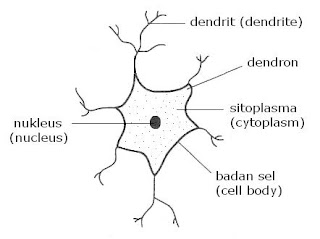 Sains 4 5: Neuron