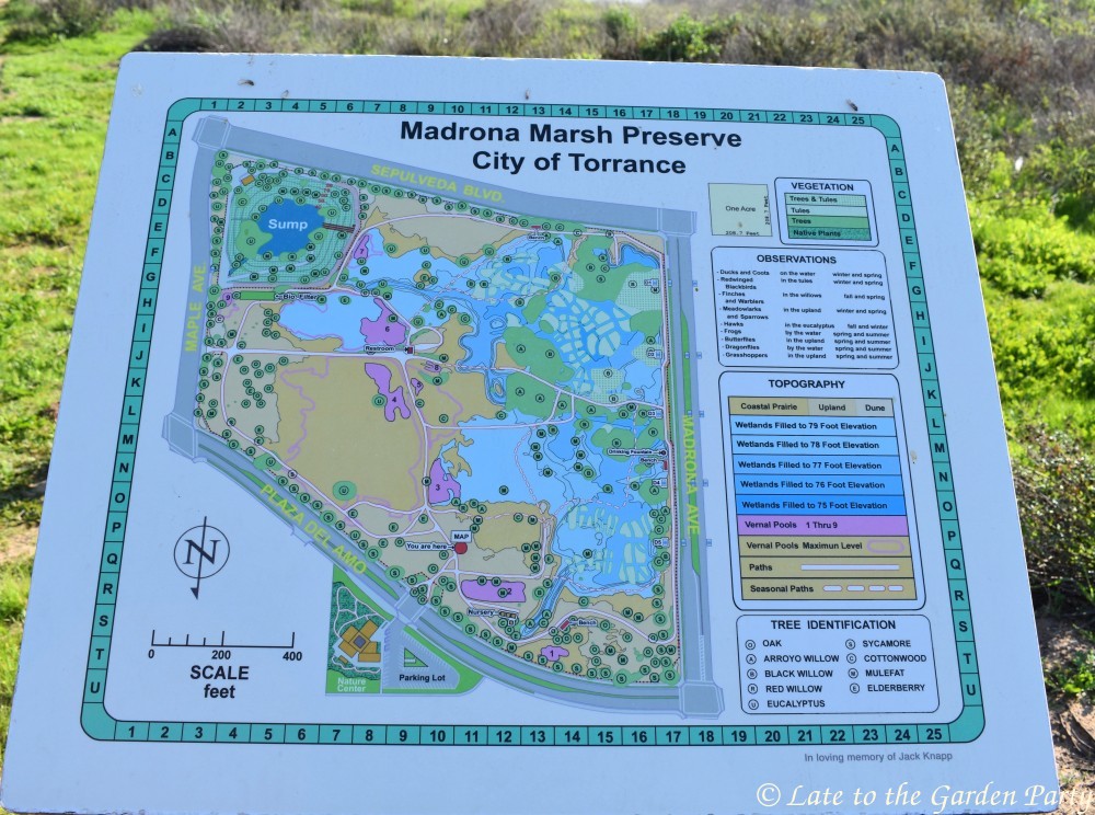 Late to the Garden Party: Madrona Marsh: Refreshed by rain