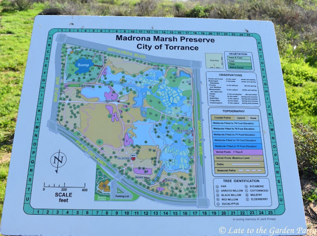 Late to the Garden Party: Madrona Marsh: Refreshed by rain