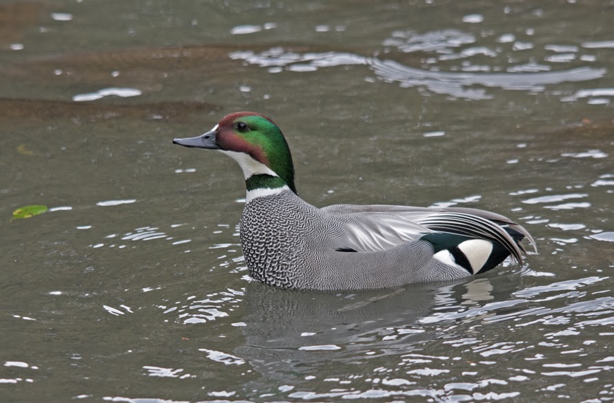 BIRDING - Kyoto, Kansai and Japan: dabbling ducks