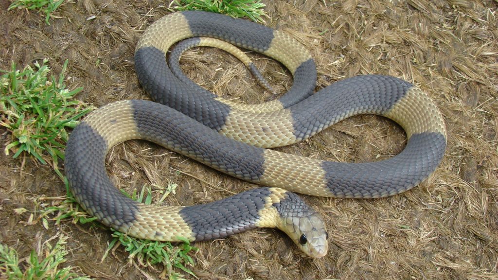 Snouted cobra - Alchetron, The Free Social Encyclopedia