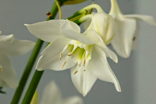 Beautiful white cut flowers