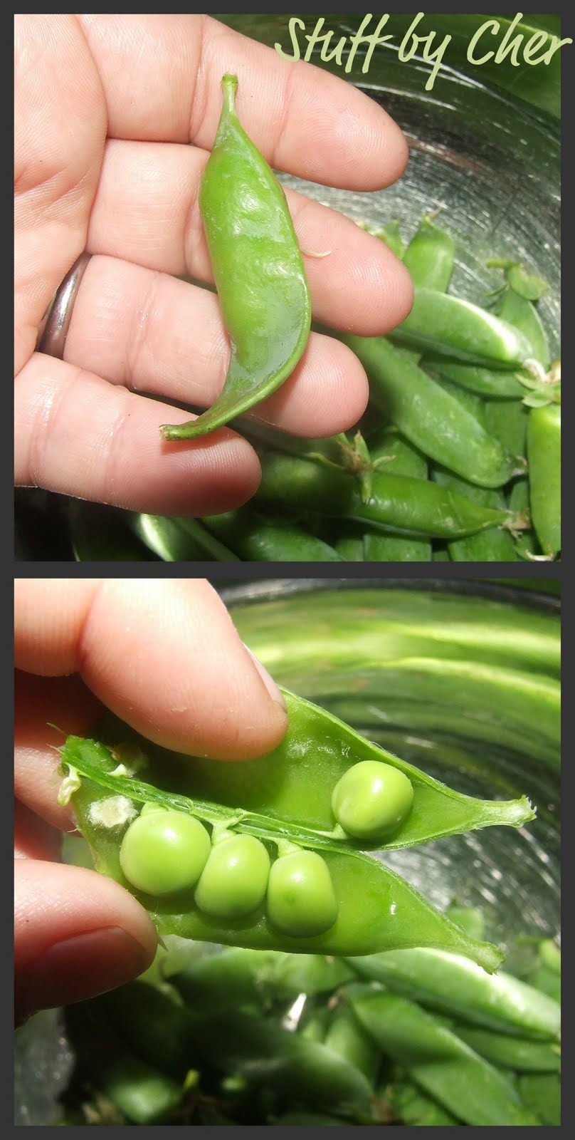 Stuff by Cher: How my garden grows - Visualize Whirled Peas