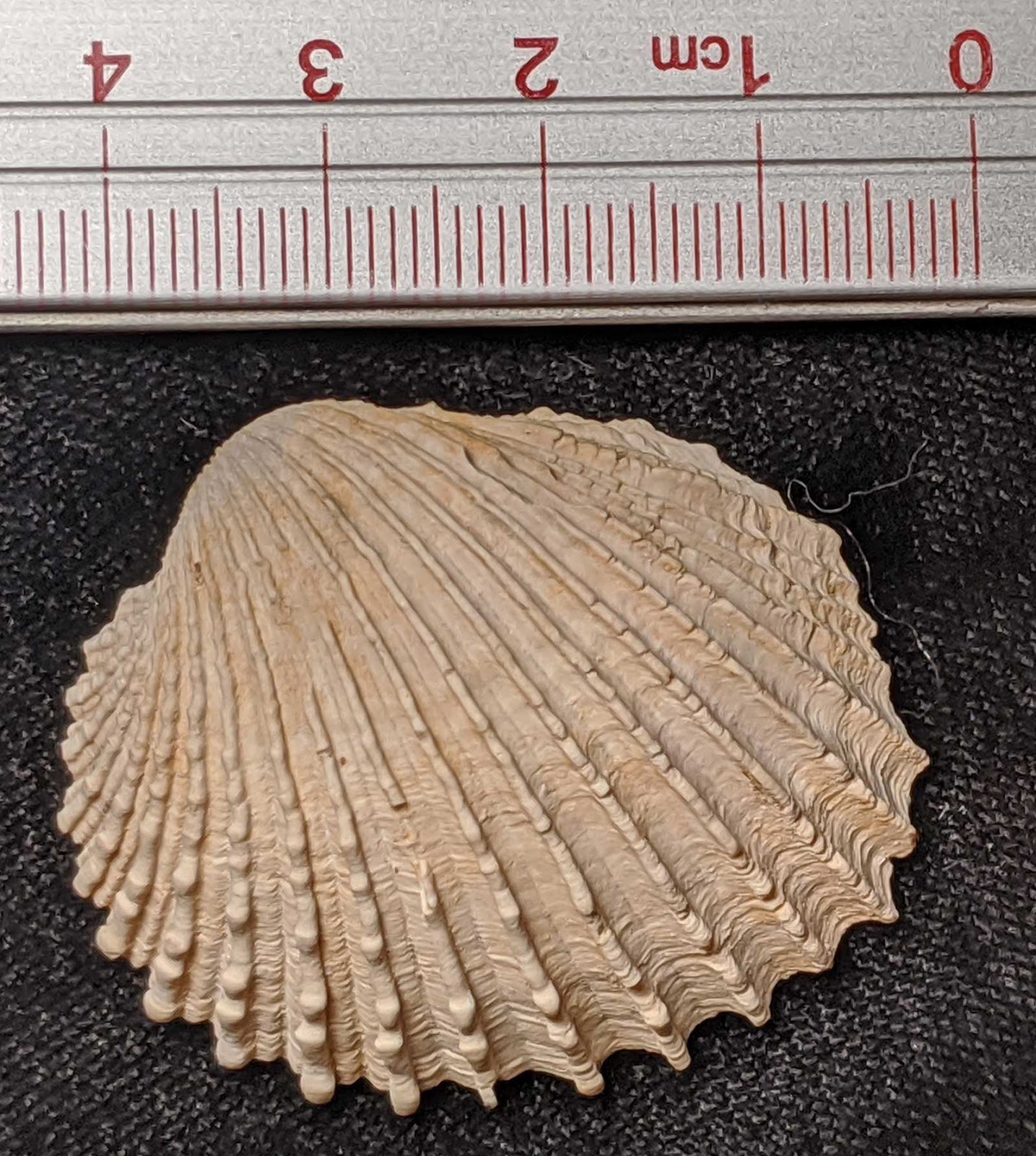 Louisville Fossils and Beyond: Venericardia alticosta Bivalve Fossil