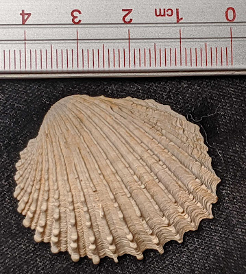 Louisville Fossils and Beyond: Venericardia alticosta Bivalve Fossil