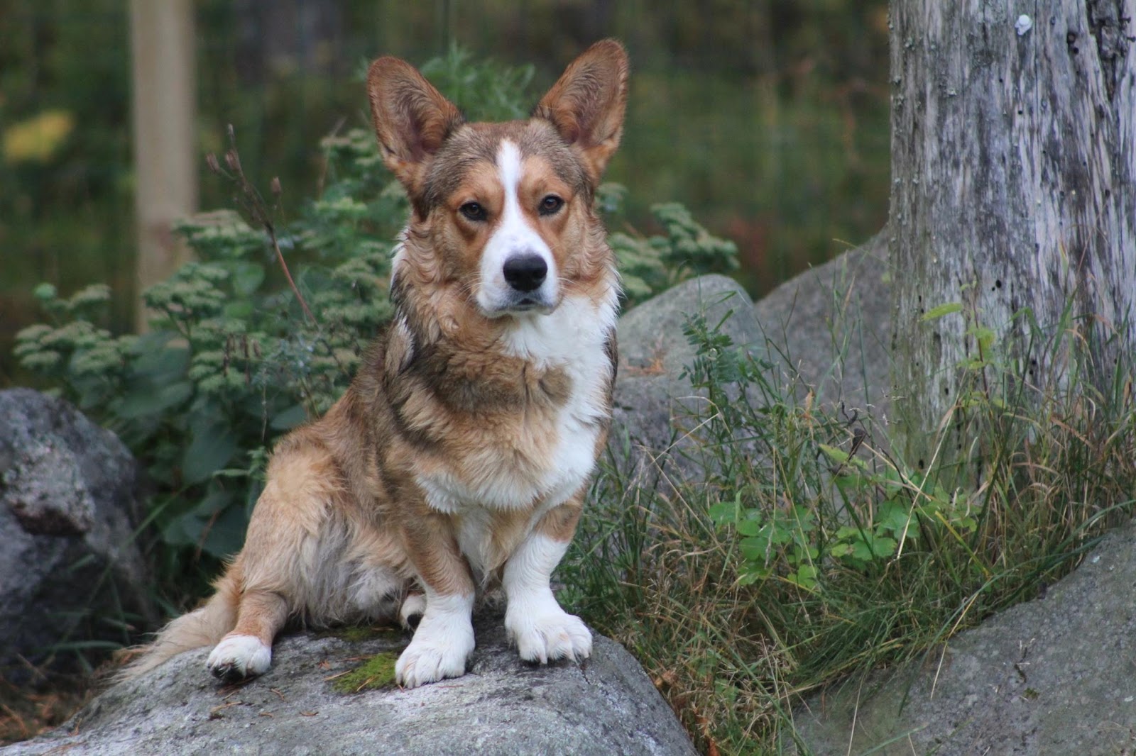 Cardigan Welsh Corgi UK: Sable Saturday