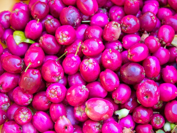 Hornsby Heights Public School Eco Food Garden: Lilly Pilly Jelly Recipe