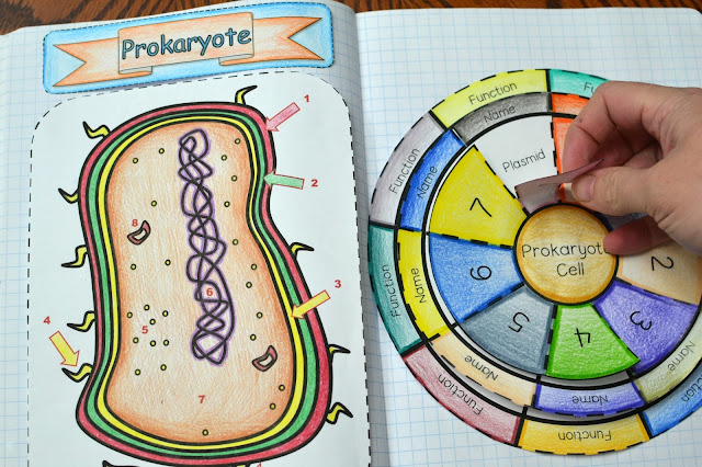 Math in Demand: Prokaryote Cell Wheel Foldable