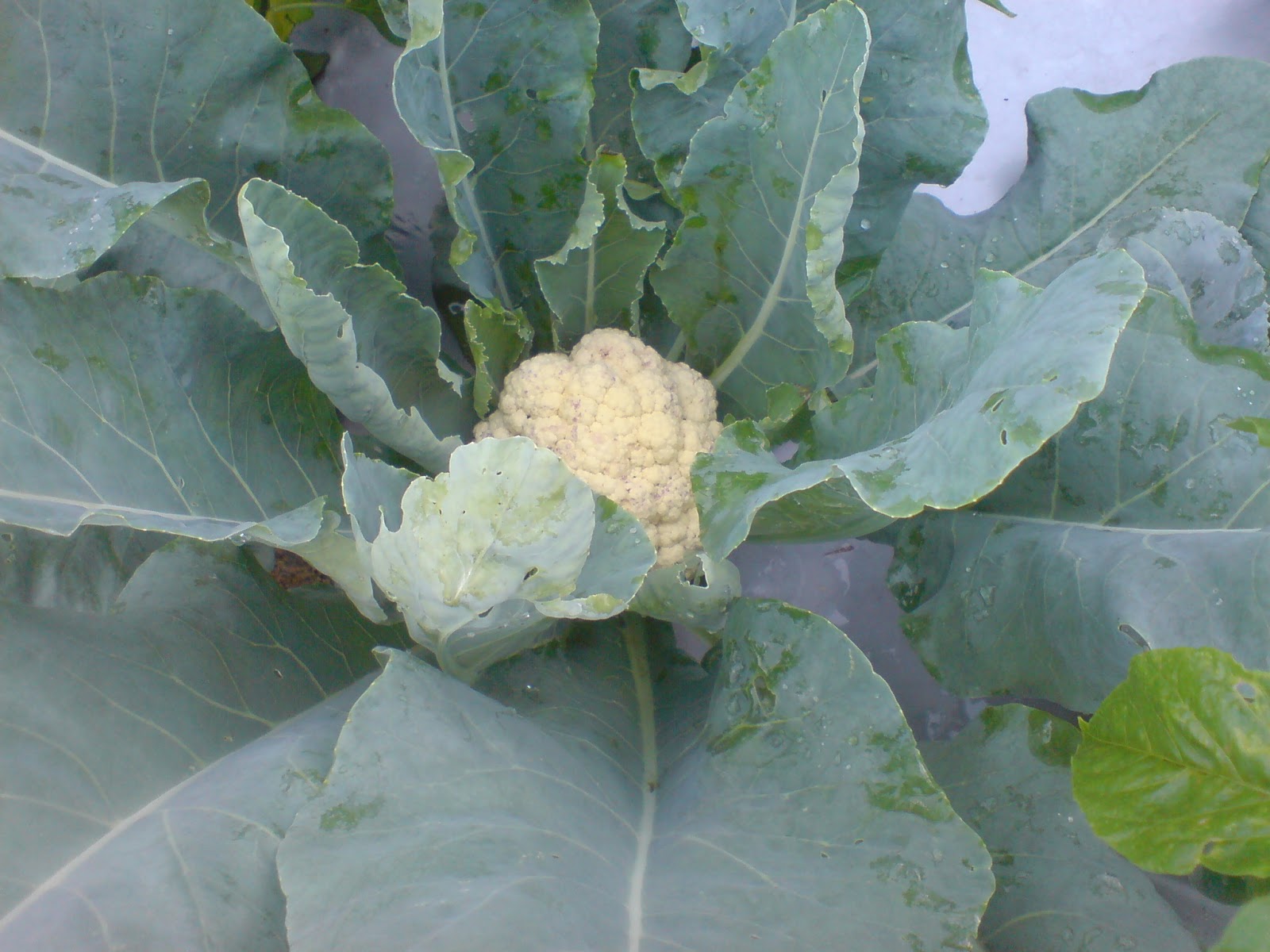 INDOTUNNEL: CARA MUDAH MENANAM KUBIS BUNGA