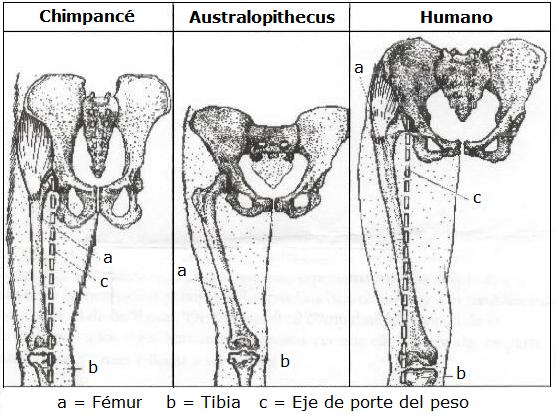 Australopithecus afarensis: Anatomía del Australopithecus Afarensis