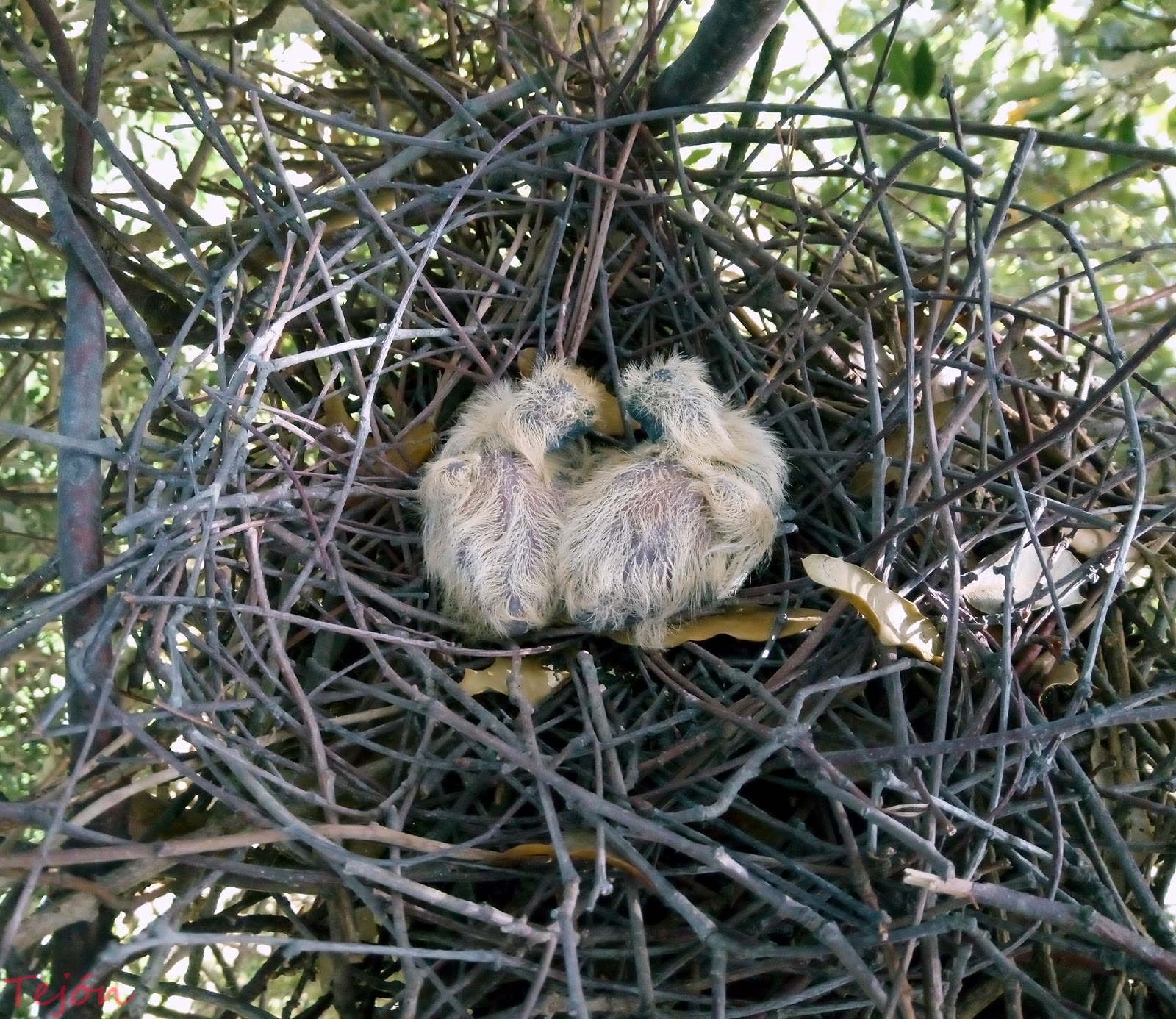 La cueva del tasugo: PALOMAS TORCACES