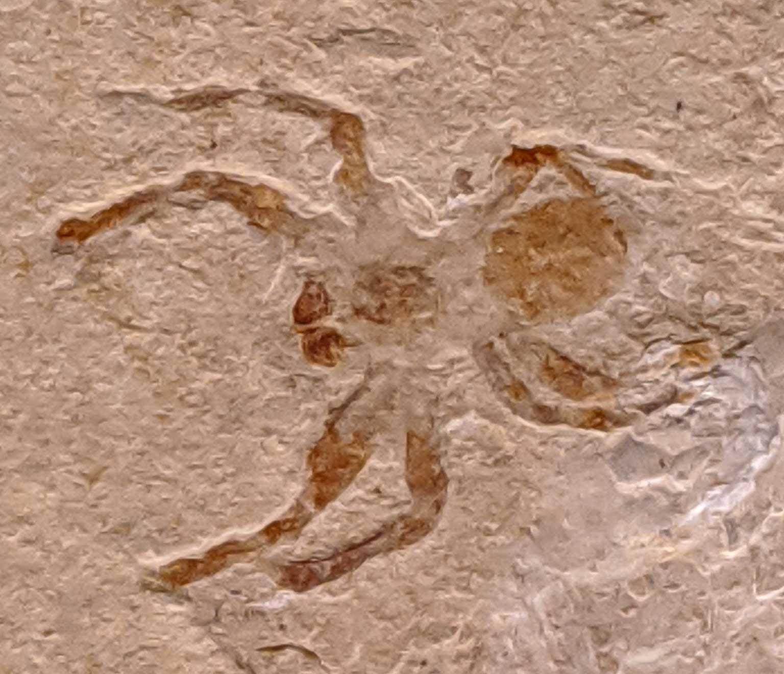 Louisville Fossils And Beyond Arachnid Fossil