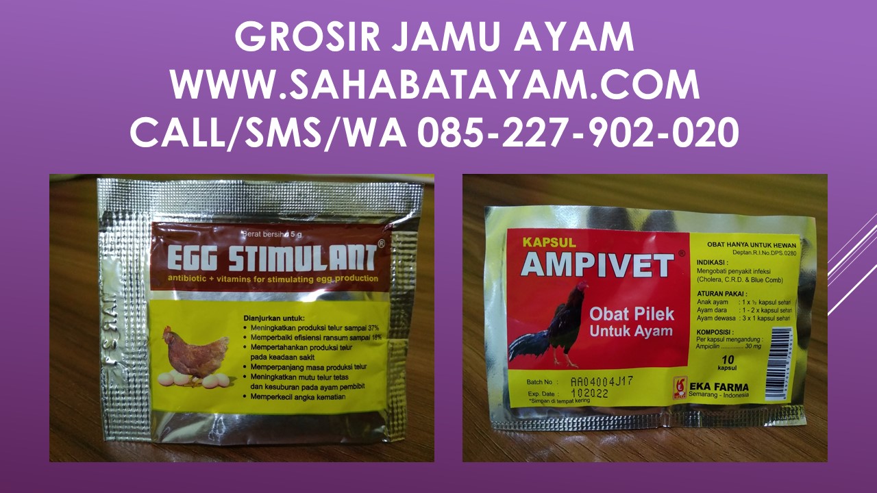 Wa 085-227-902-020 Grosir Jamu Ayam Adu, Bangkok, Jago Bali: WA 085-227 ...